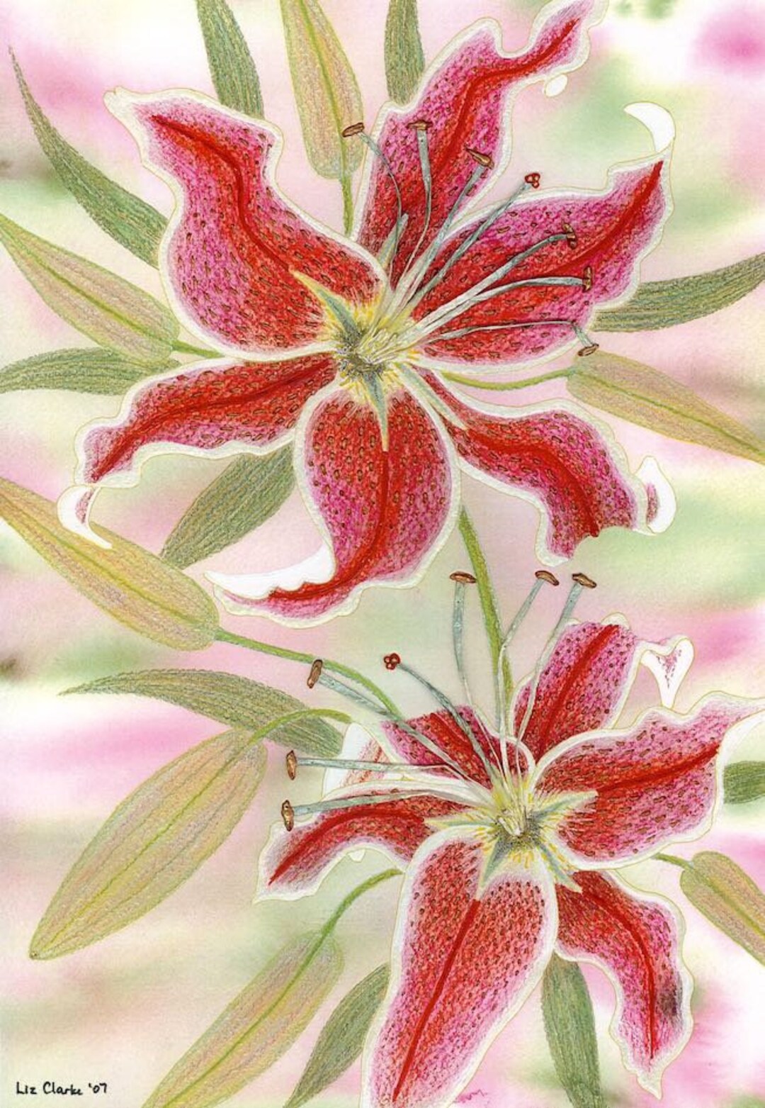 Art Print: "lily the Pink" - A3 Flower Print, Pink Lily Print, Wall Art ...