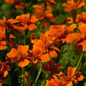 Signet Gem Marigold Seed Mix - 50 Count - Etsy