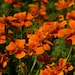 Signet Gem Marigold Seed Mix - 50 Count - Etsy