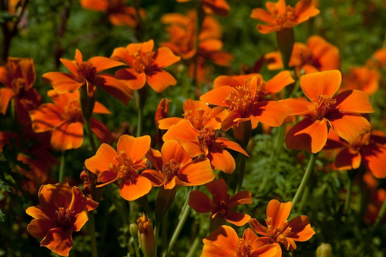 Signet Gem Marigold Seed Mix - 50 Count - Etsy