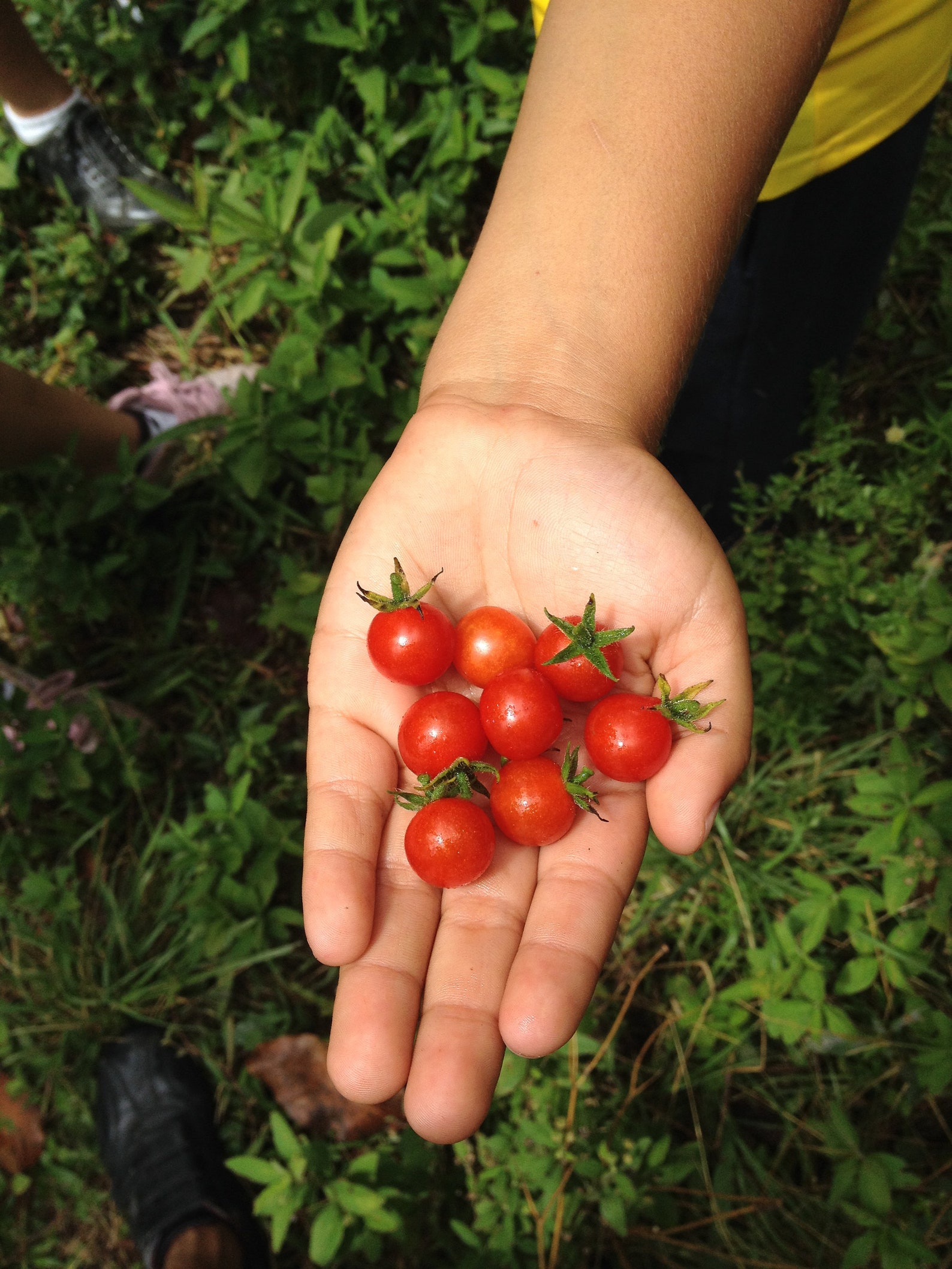 Wild Cherry Tomato Seeds - 25 Count - Etsy