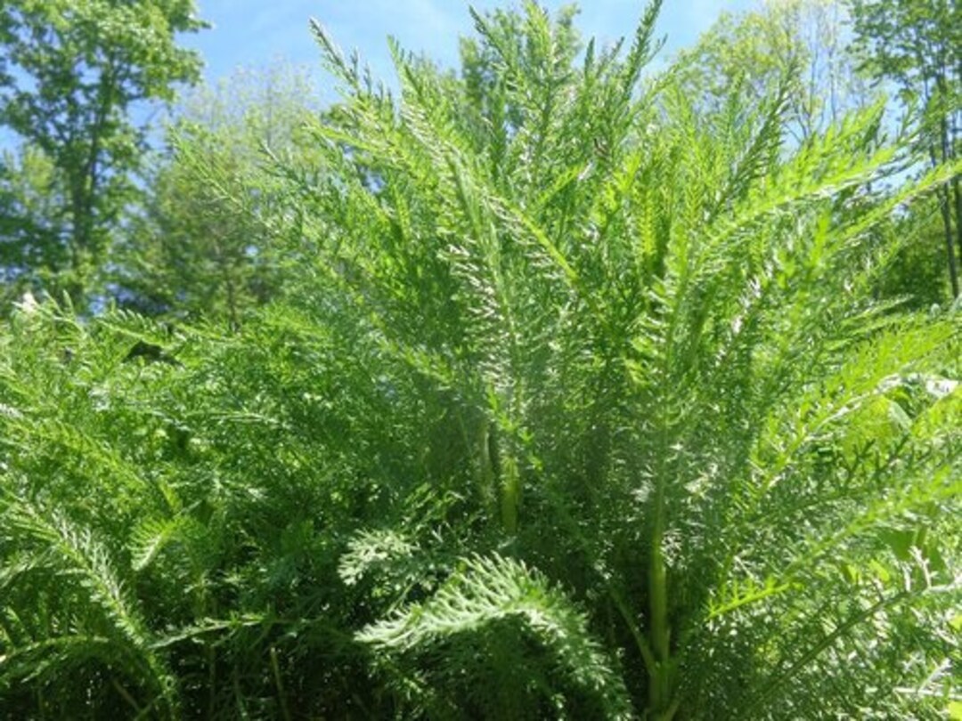 Yarrow, Cerise Queen - Pair of Bare Root Plants - Etsy