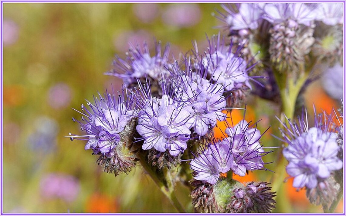 Lacy Scorpion Flower Seeds - 400 Count - Etsy
