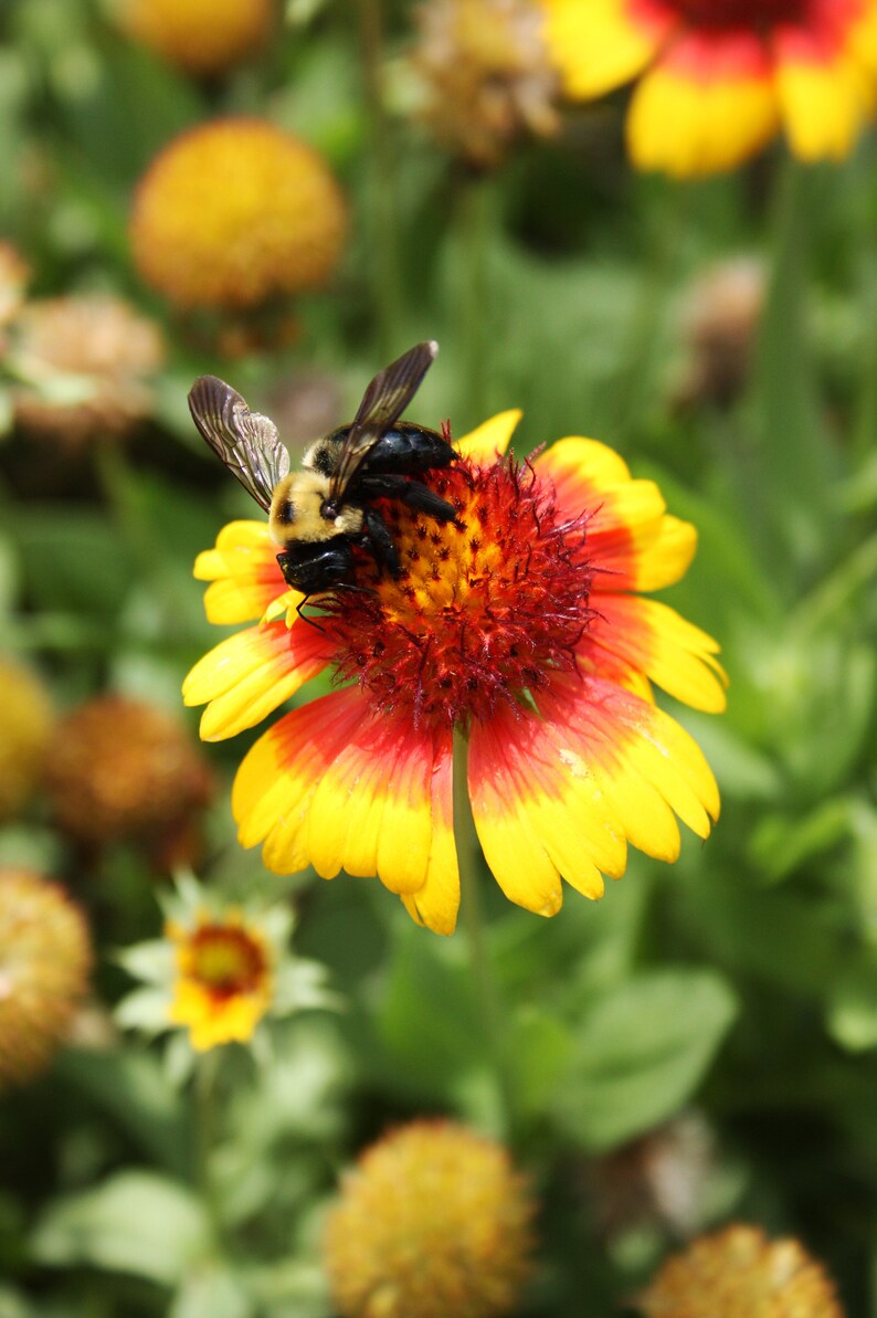 Bee Pleaser Seed Mix - 750 Count - Etsy