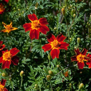 Signet Gem Marigold Seed Mix - 50 Count - Etsy