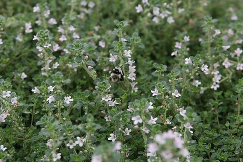 Creeping Thyme - Bare Root Plant - Etsy