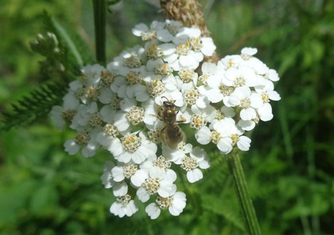 Yarrow, Wild - Plant, Bare Root - Etsy