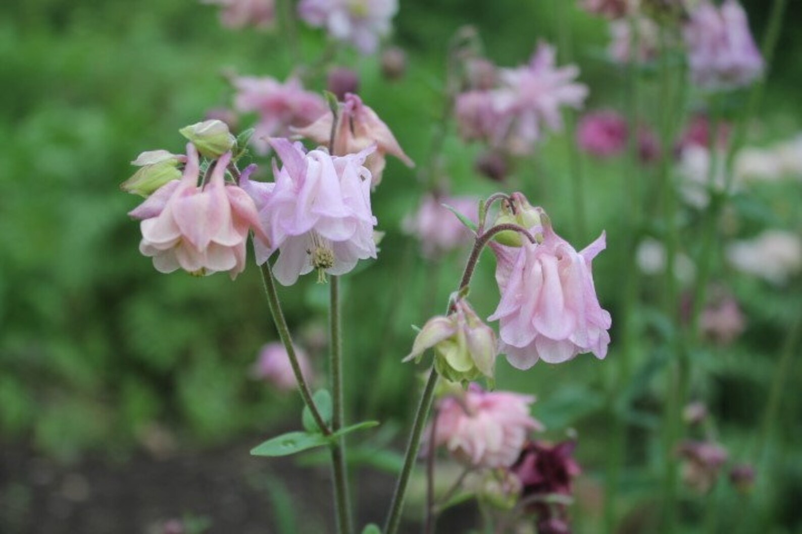 Homestead Columbine- Plant, Bare Root - Etsy
