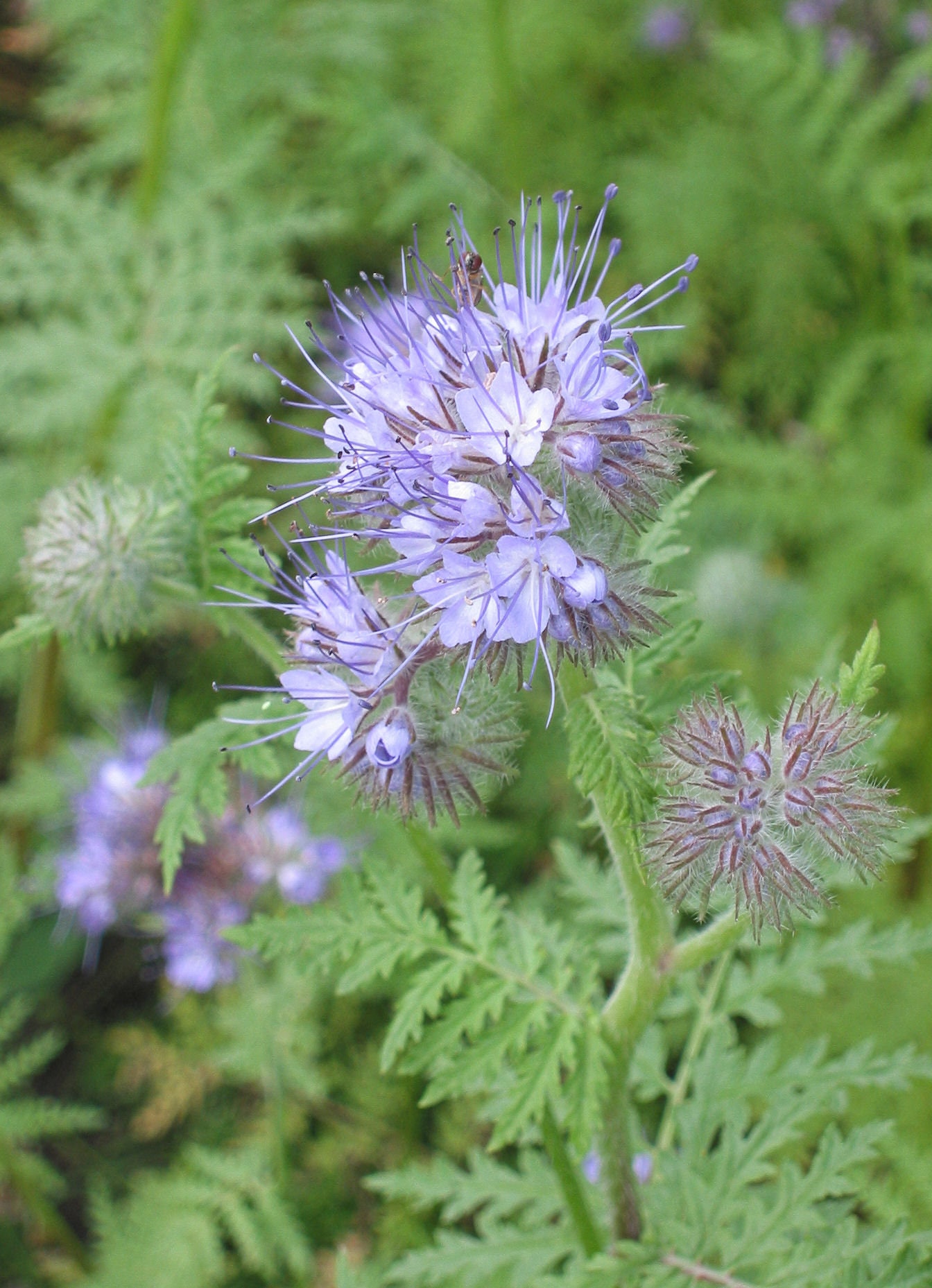 Lacy Scorpion Flower Seeds - 400 Count - Etsy