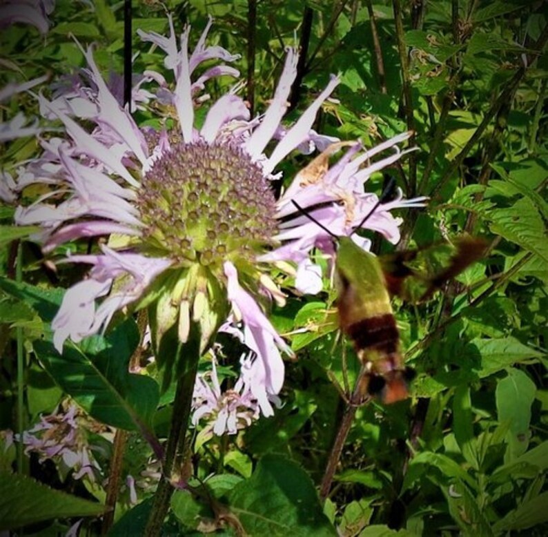 Pollinator Kit - 4 Seed Pack Special - Etsy