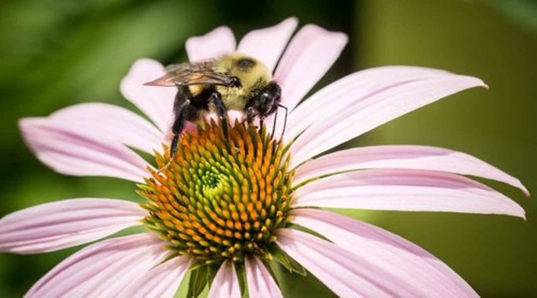 Wild Purple Coneflower - Bare Root Plant - Etsy