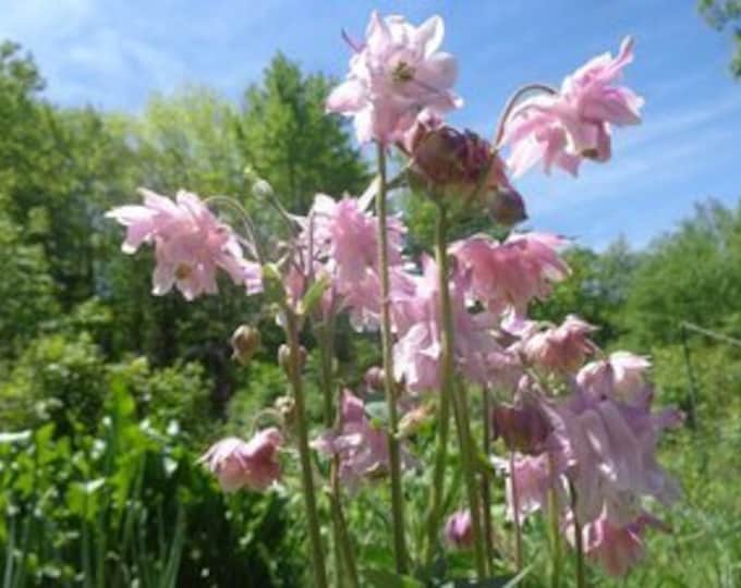 Homestead Columbine- Plant, Bare Root - Etsy
