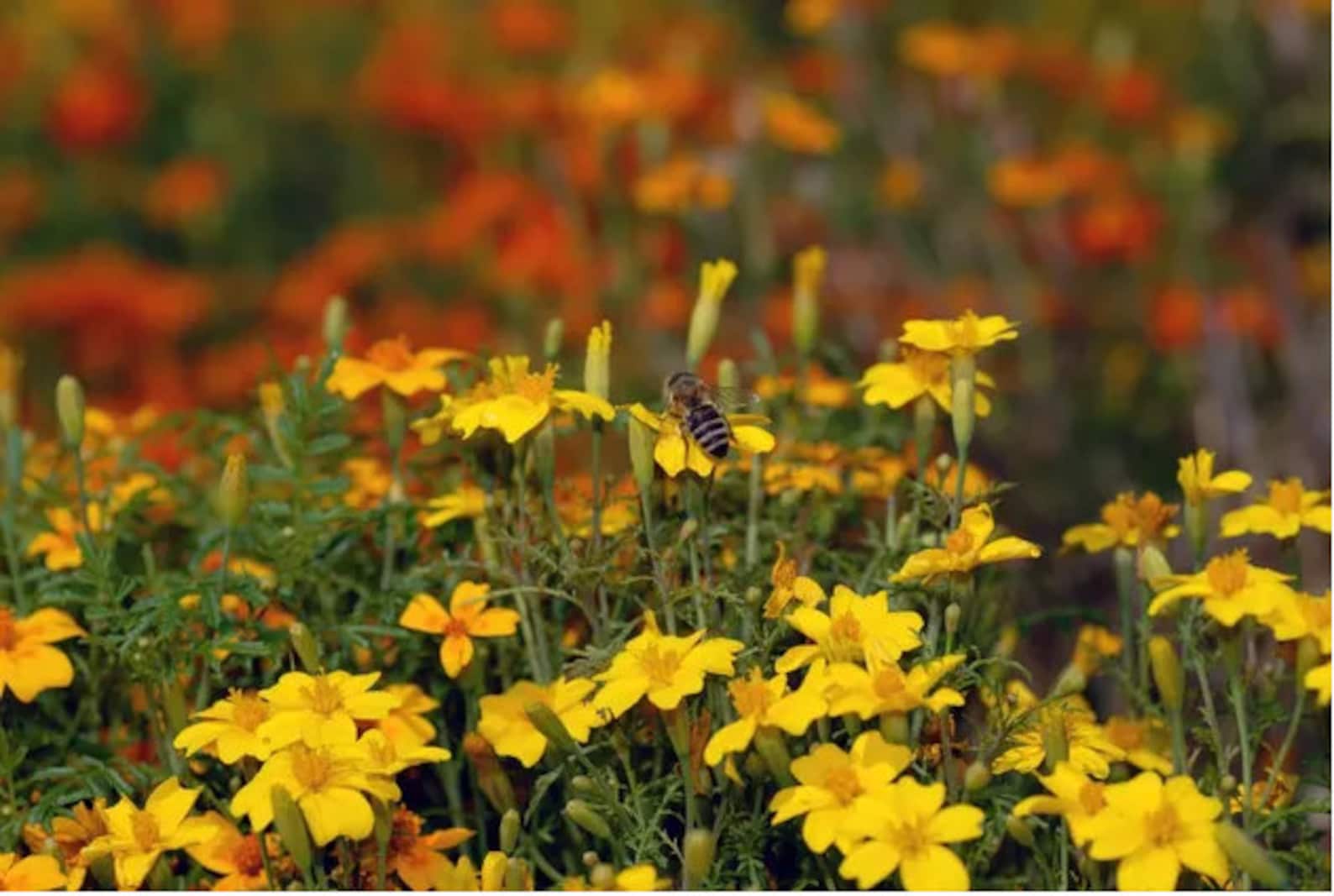 Signet Gem Marigold Seed Mix - 50 Count - Etsy