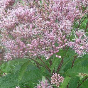 Queen of the Meadow - Plant, Bare Root Perennial - Etsy