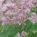 Queen of the Meadow - Plant, Bare Root Perennial - Etsy