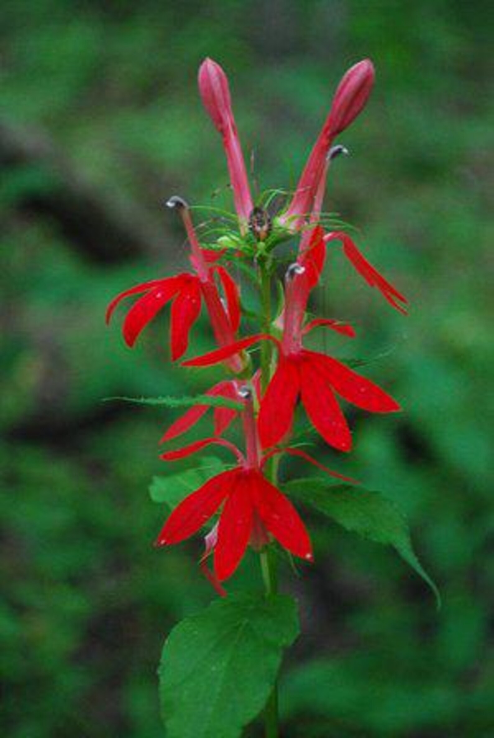 Cardinal Flower, Bare Root Perennial Plant - Etsy