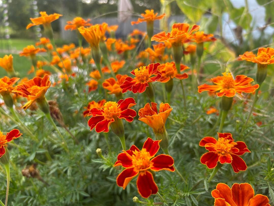 French & Signet Marigold Seed Mix 200 Count - Etsy