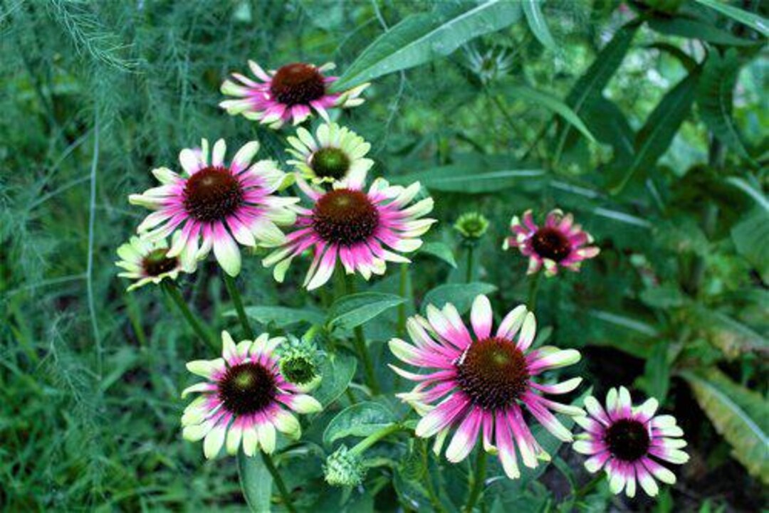 Green Twister Coneflower - Plant, Bare Root Perennial - Etsy