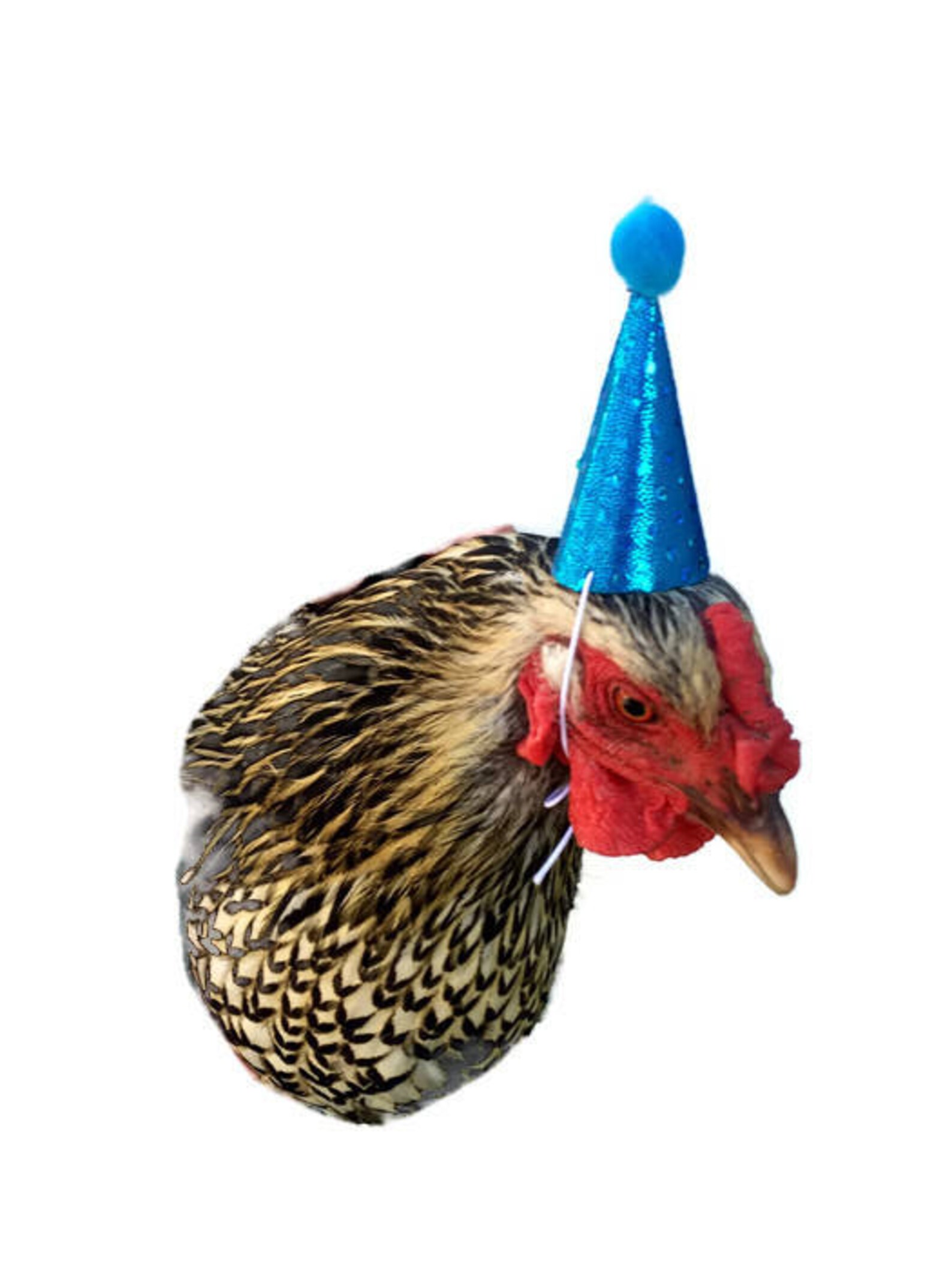 Sweet Hearts Party Hat, Hedgehog Party Hat, Chicken Party Hat, Ferret ...