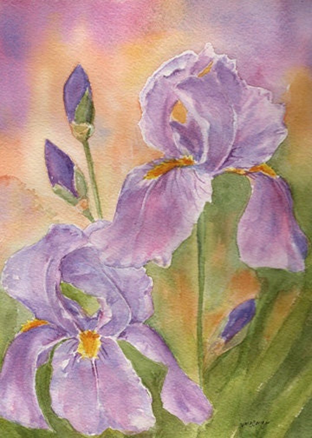 Iris Watercolor Six Pack Notecards. Purple Iris With Orange Background ...