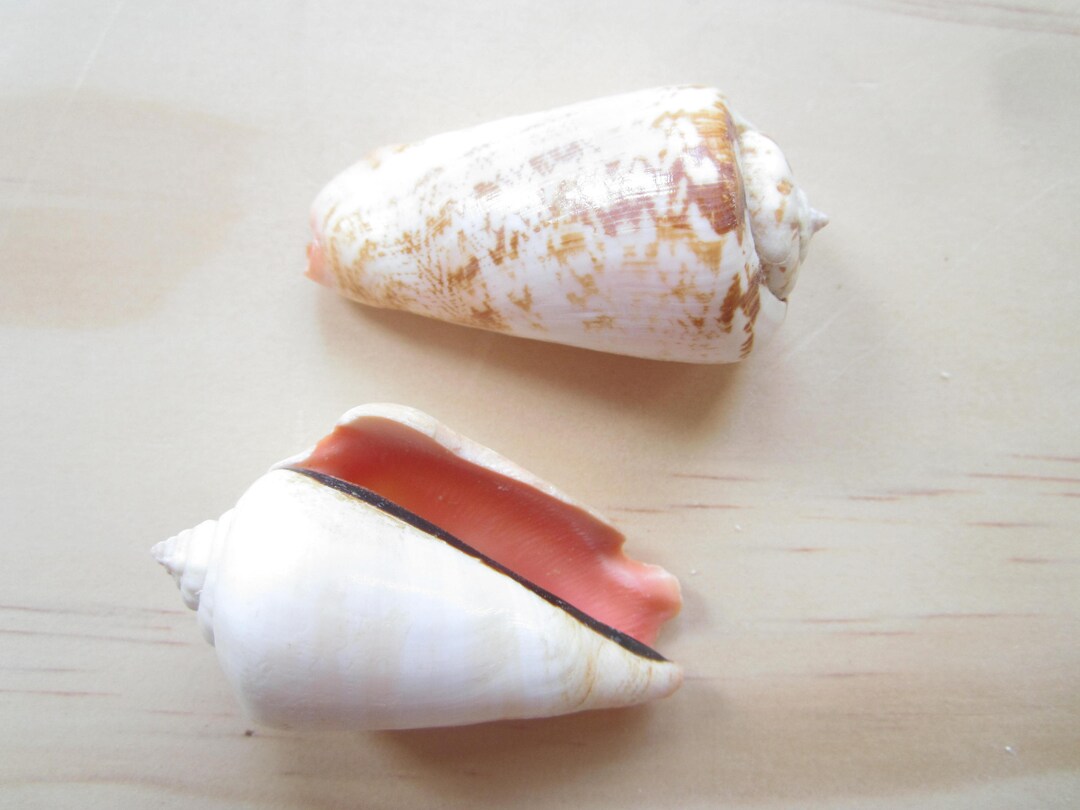Strawberry Strombus-5 Pieces-sea Shell Bulk-conch Shell-beach Wedding ...