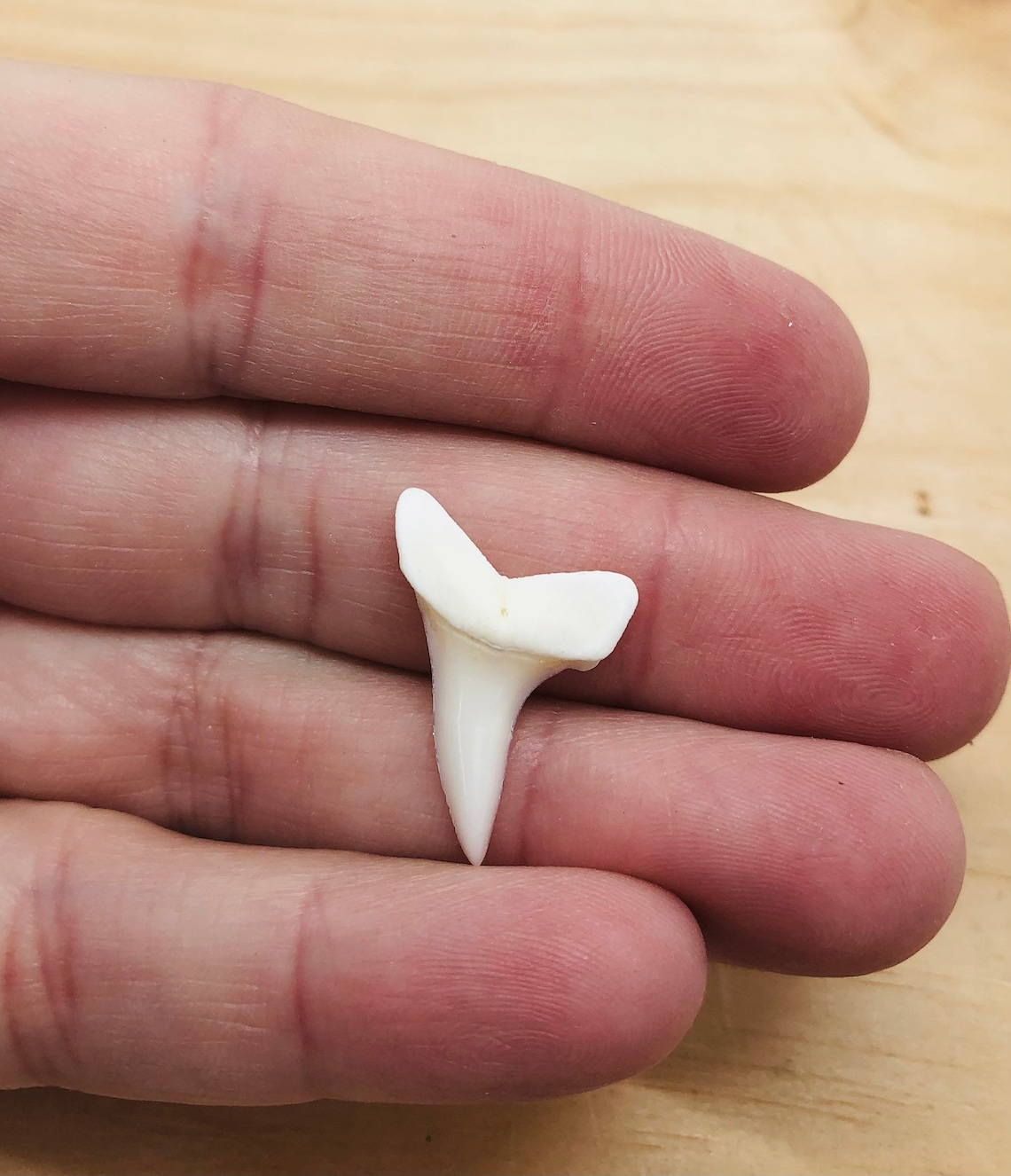 Shark Tooth-0.75-11 Piece-genuine Shark Teeth-real | Etsy