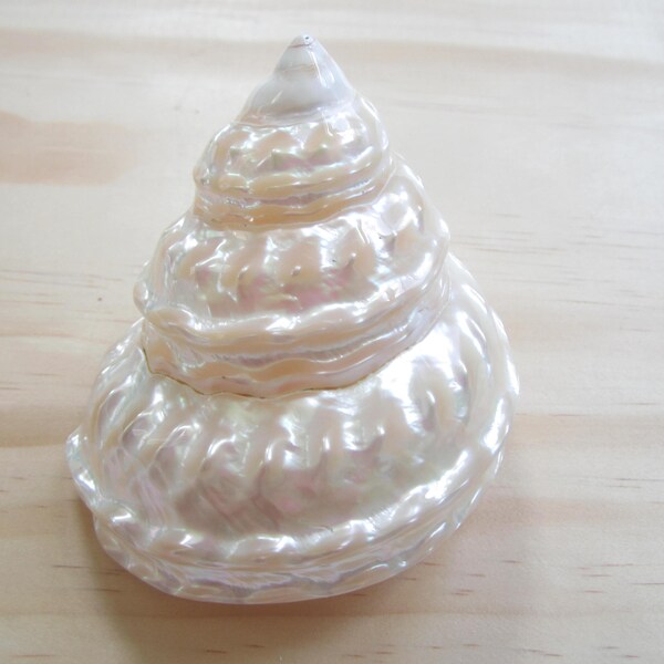 Shell Collector - Etsy