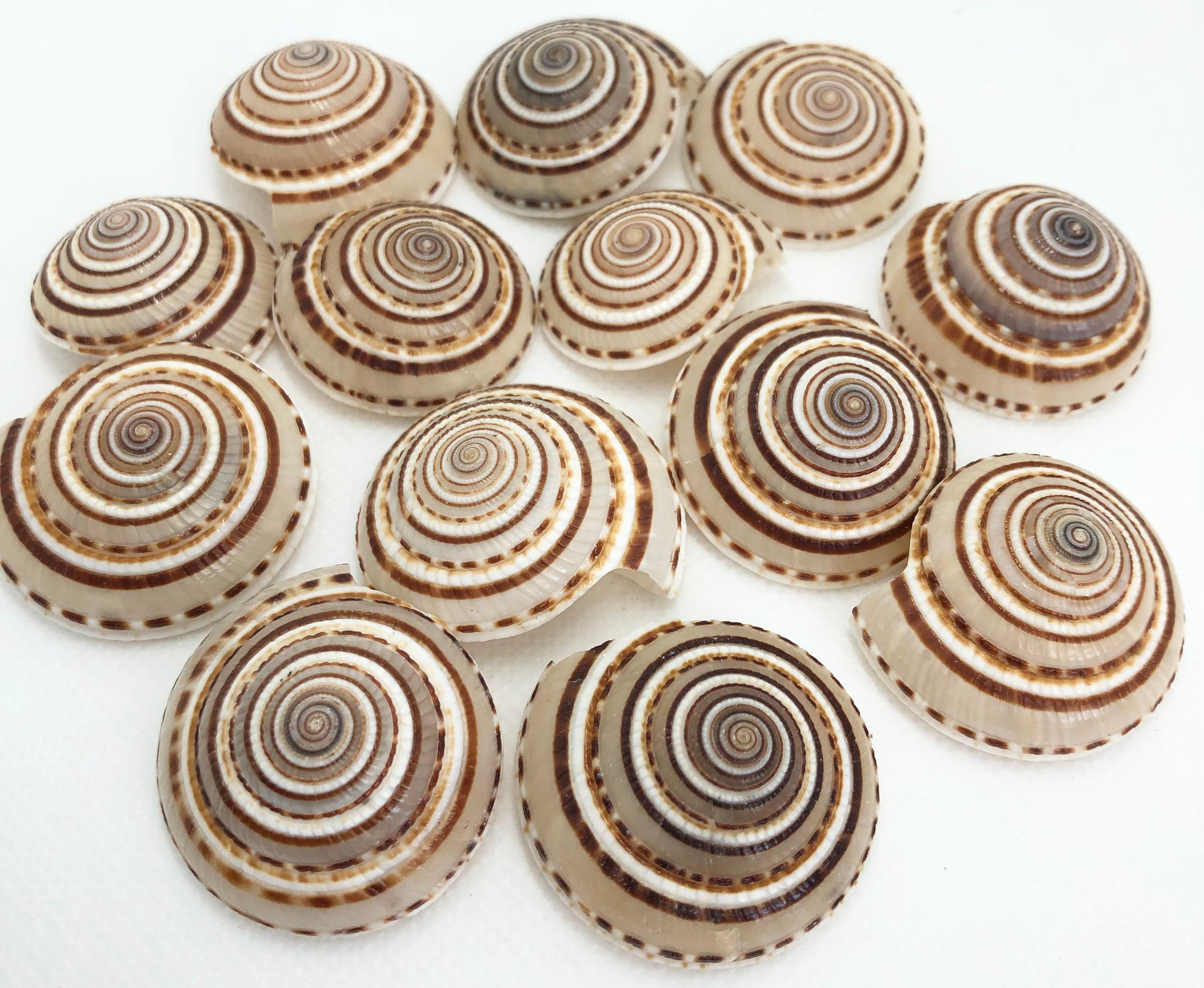 Sundial Seashells-sundial Seashell Bulk-craft Seashells-beach - Etsy