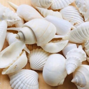 White Shells Mix Wedding Sea Shells Beach Wedding Decor Beach Home ...