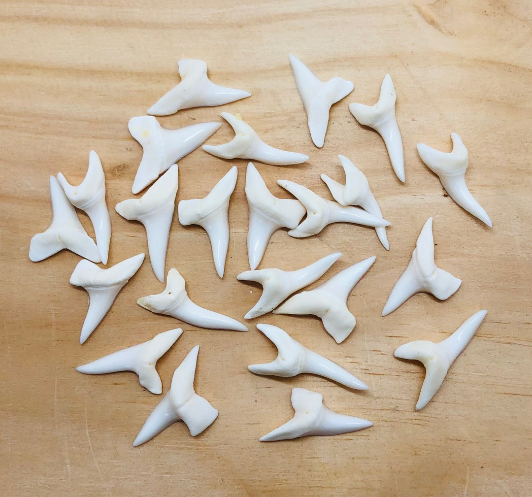 Shark Tooth-0.75-1"-1 Piece-genuine Shark Teeth-real Shark Teeth-crafts ...