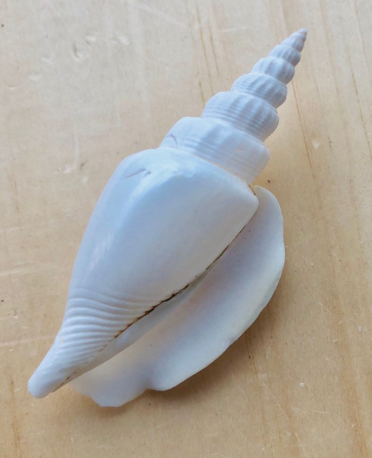 White Strombus Vittatus Shells-2 Pieces-white Sea Shells-sea - Etsy UK