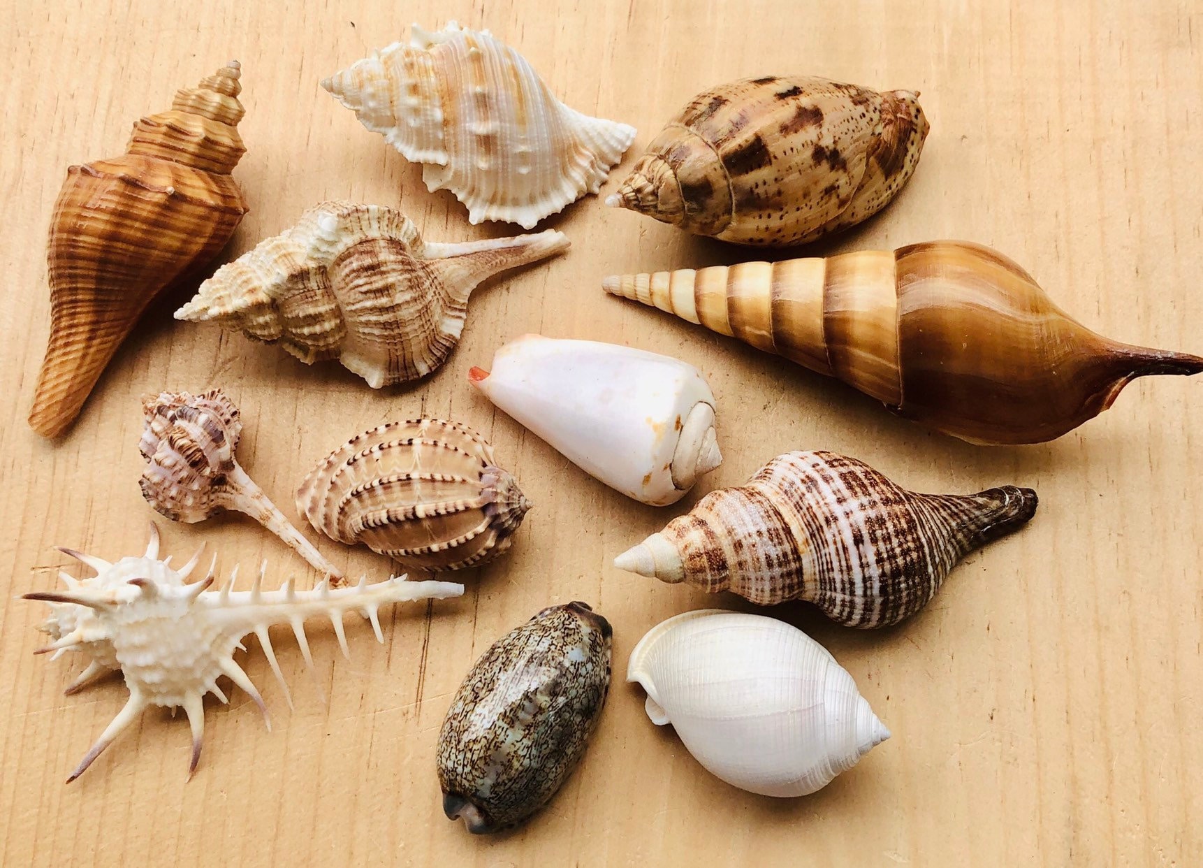 Beach Shells