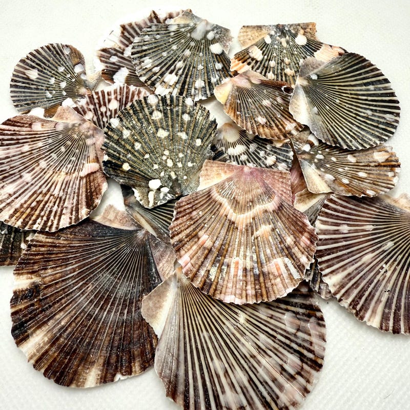 Large Scallop Shells - Etsy