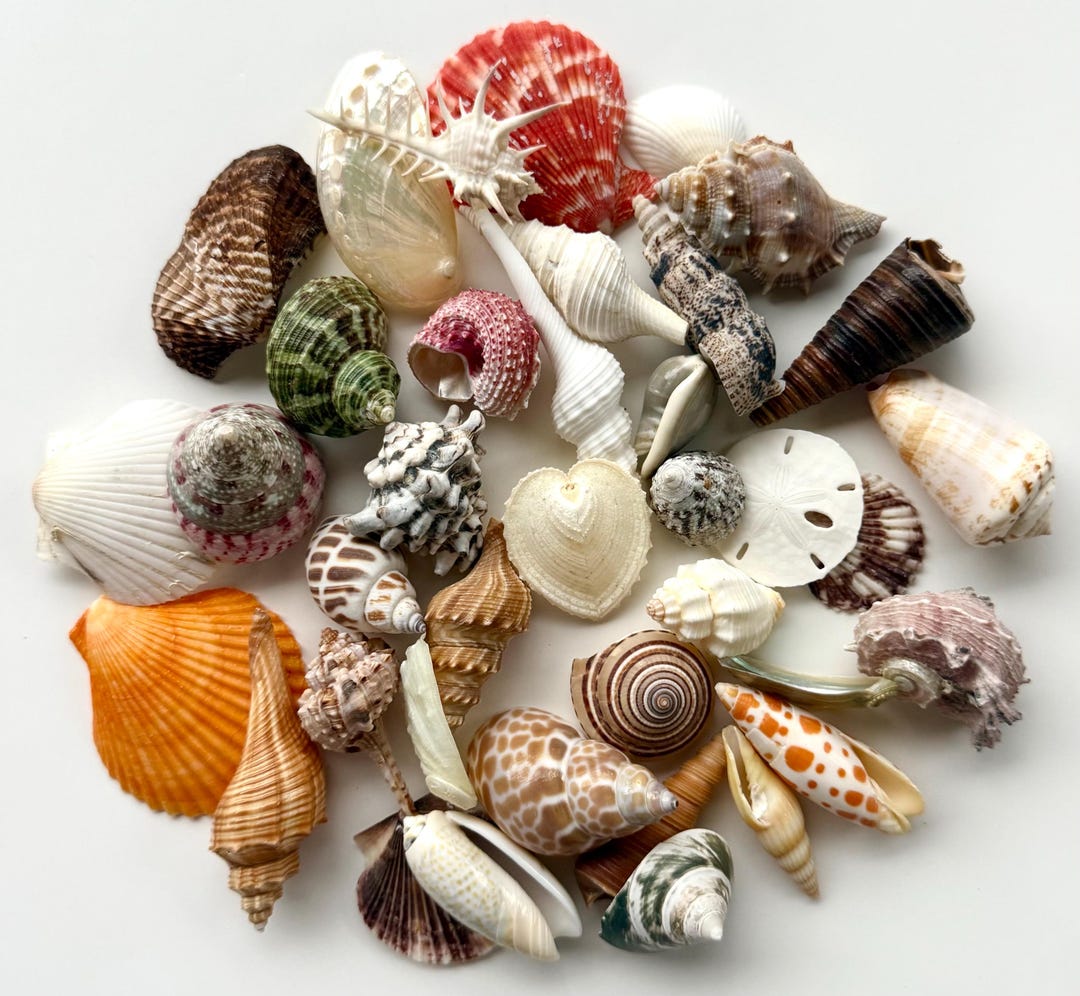 Seashell Mix: 35 Assorted Seashells, 1-2" - Beach Wedding Decor - Etsy