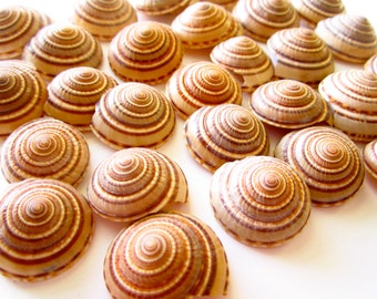 Sundial Seashells | Etsy