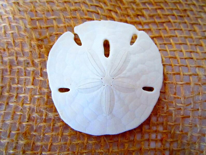 Sand Dollars-size 3/4-1sand Dollar Bulk-seashell - Etsy