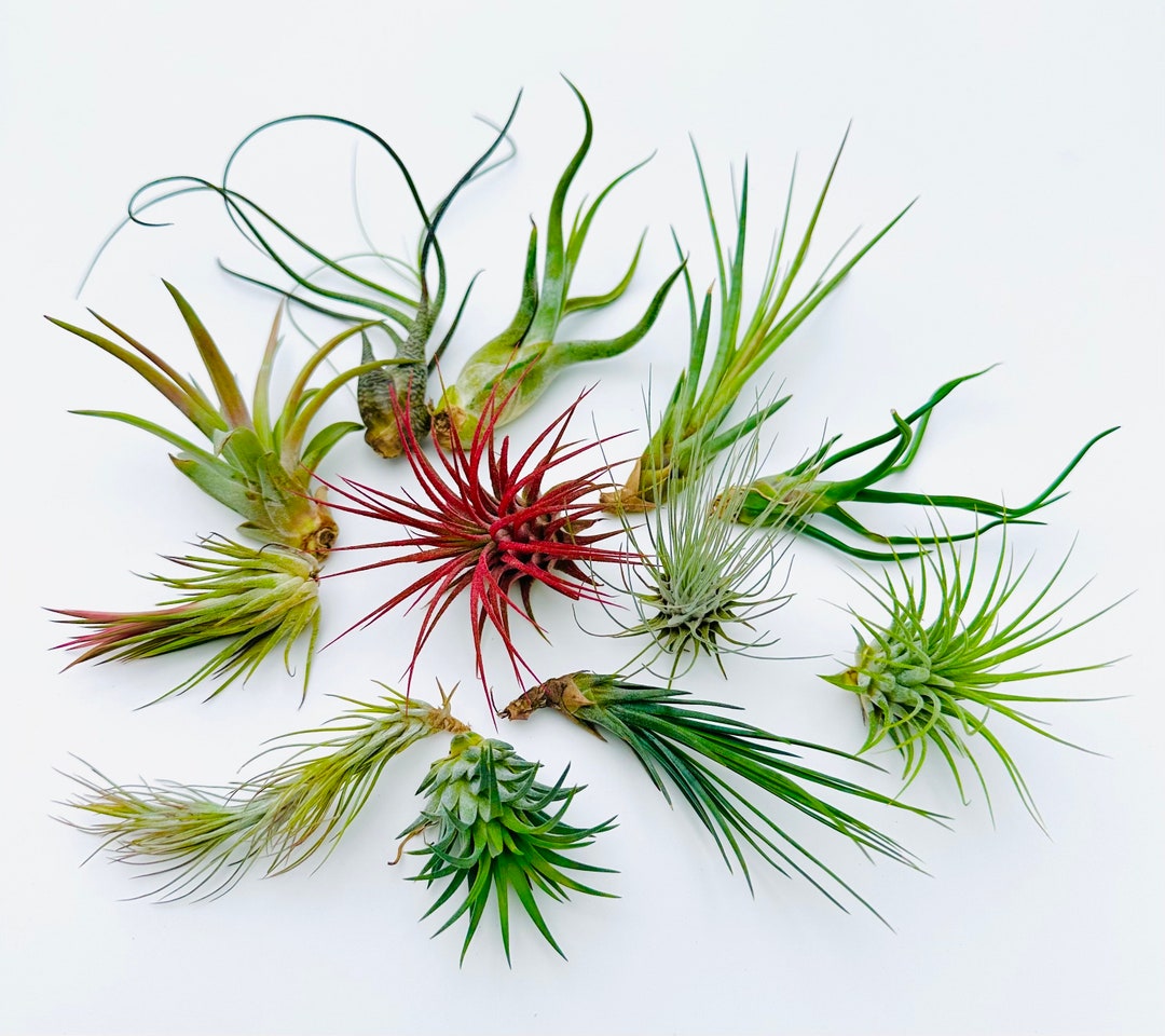 Tillandsia Air Plant Assortment: 10 Unique Terrarium Plants (2-6") - Etsy