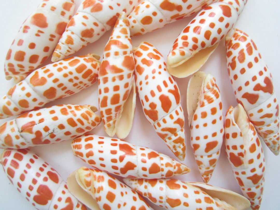 Mitra Episcopalis Shell-sea Shell Bulk-mitra Shells-beach Wedding Decor ...