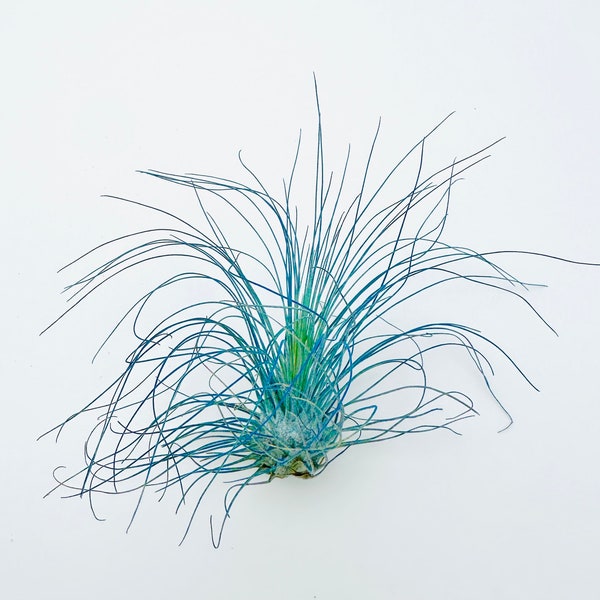 Color Enhanced Air Plants - Etsy