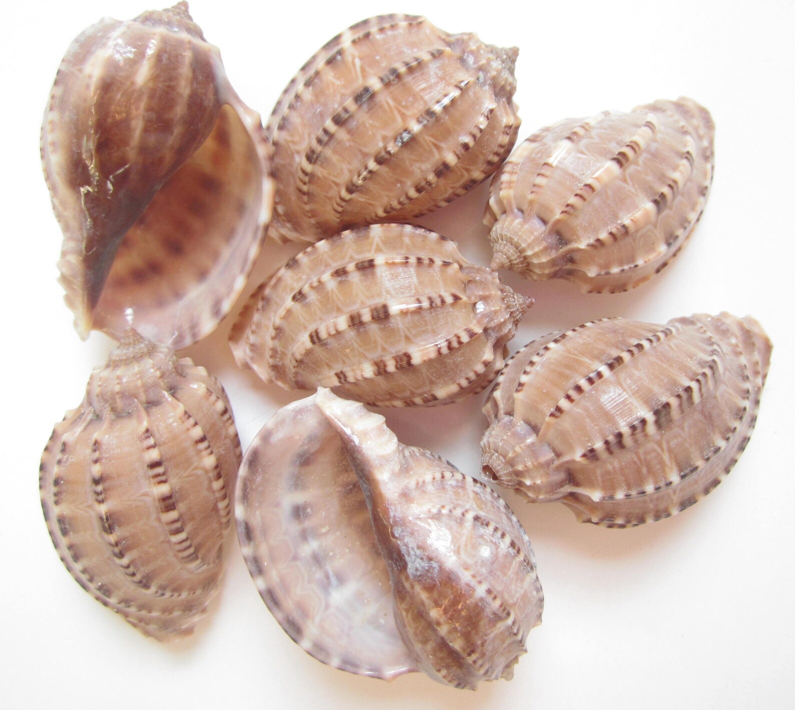 Harpa Major Shells-sea Shell Bulk-harpa Shells-beach Wedding - Etsy