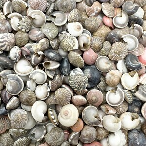 Umbonium Mix Seashells-small Sea Shells-botton Top Shells-shell Vase ...