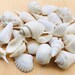 White Shells Mix Wedding Sea Shells Beach Wedding Decor Beach Home ...