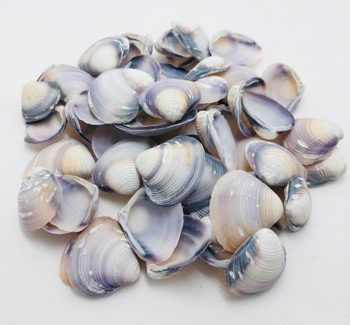 Violet Clam Shells-1-1.5purple Clam Shells-purple - Etsy