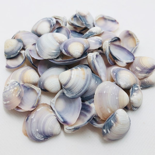 Painted Clam Shell - Etsy