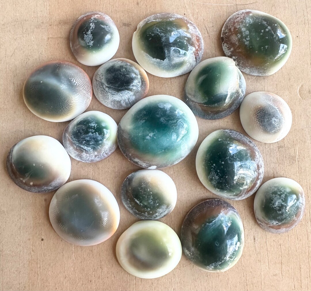 Green Shiva Shells: Grade B Crafting Seashells (approx. 1") - Etsy
