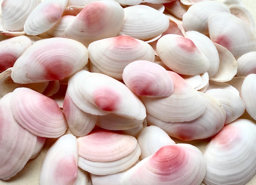 Pink Rose Cup Tellins Tellons Seashells-pink Seashells-beach Wedding ...