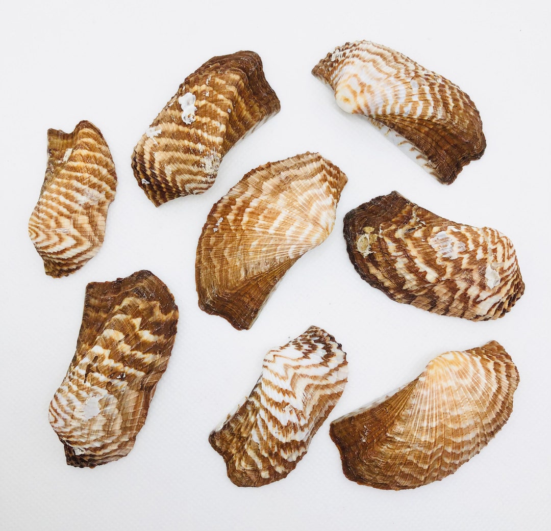 Turkey Wing Shells-brown Turkey Wing-beach Decor-zebra Ark Sea Shells ...