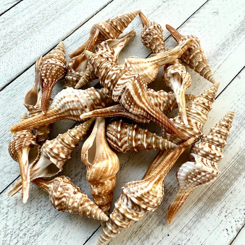 MermaidCoveGiftShop - Etsy