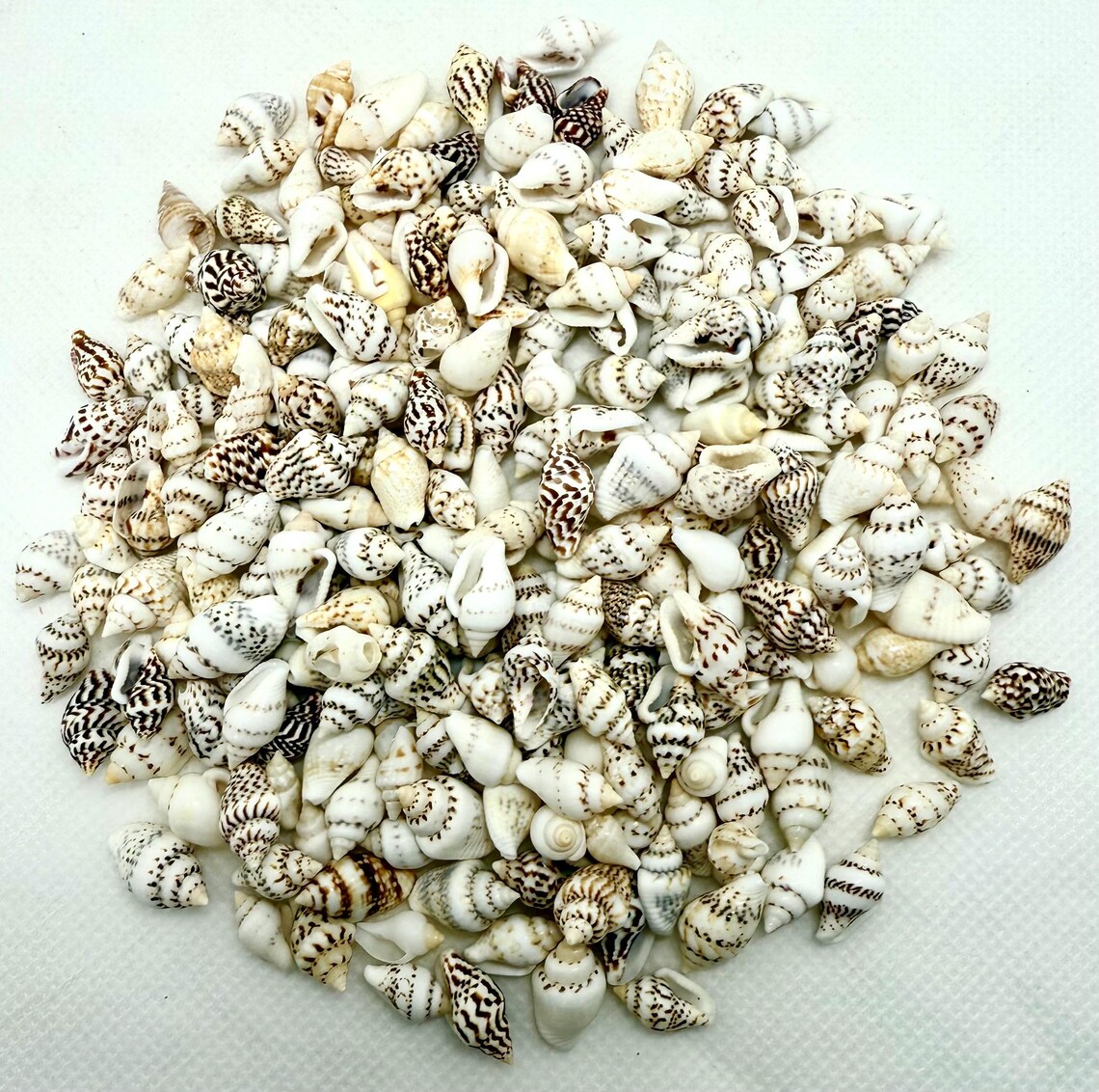 Mixed Nassa Shells-white/tan Small Shells-beach Home Decor-crafting ...