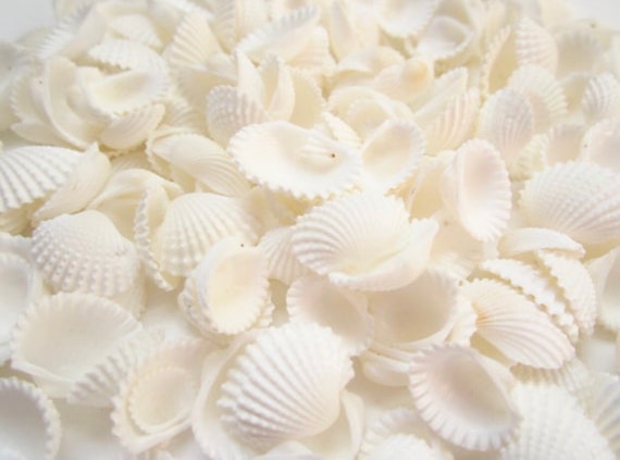 Ark Shells-baby Ark Shells-mini Shells for Crafting-small | Etsy